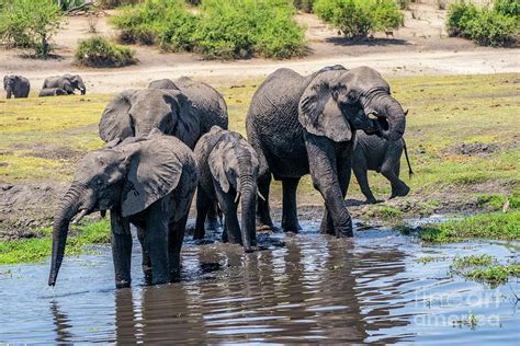 How Do Elephants Drink Water At Guillermo Odea Blog