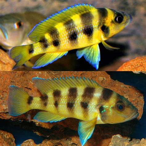 Aquarium Central African Cichlid Tanganyikan 6 Bar Gold Cichlid