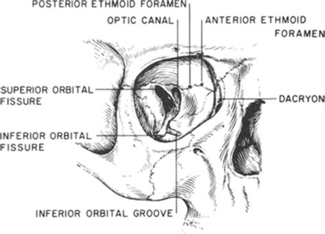 Optic Foramen