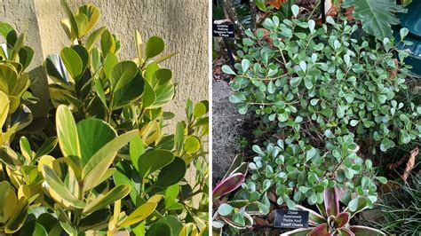 Clusia Clusia Fluminensis