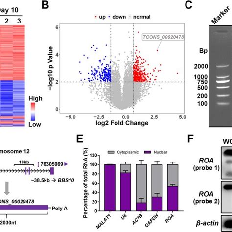 Tcons 00020478 Was Selected By Microarray A Cluster Heatmap Showing Download Scientific