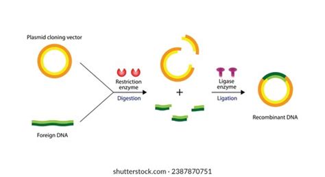 Recombinant 1 079 Nghệ Thuật Vector Và Vector Có Sẵn Shutterstock