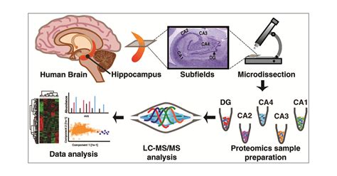 Proteomic Analysis Of Adult Human Hippocampal Subfields Demonstrates