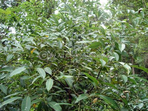 Trees Australia Identification Pictures Photos Images Descriptions VIC NSW QLD Page