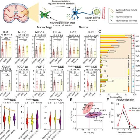 Analysis Of Intercellular Interaction Between Paired Neuron Microglia Download Scientific
