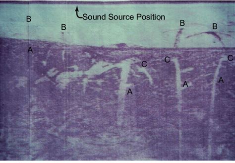 Sidescan Sonar Record Showing Several Erect And Prostrate Trees And Download Scientific Diagram