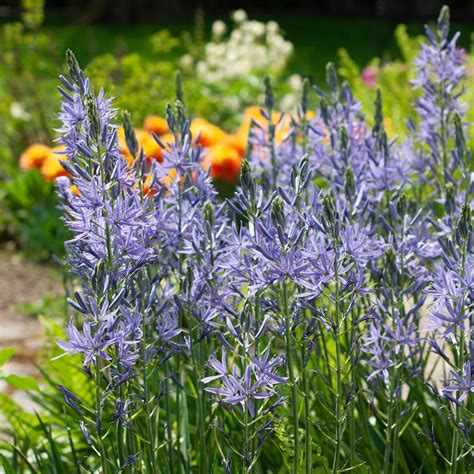 Camassia Leichtlinii Blue Danube