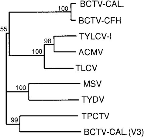 Phylogenetic Dendrogram Based On Alignments Of The Pre Download Scientific Diagram