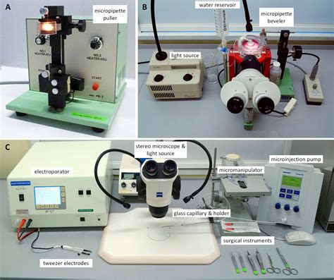 In Vivo Microinjection And Electroporation Of Mouse Testis