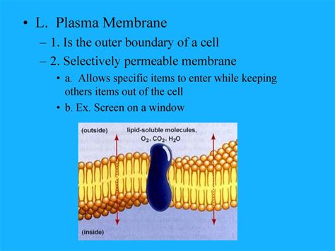 Cells Ppt Download
