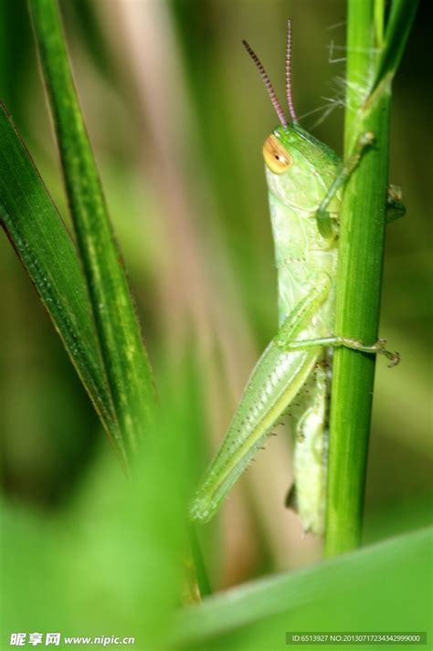 蝗虫摄影图昆虫生物世界摄影图库昵图网