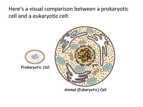 PPT Prokaryotes PowerPoint Presentation Free Download ID 1927934