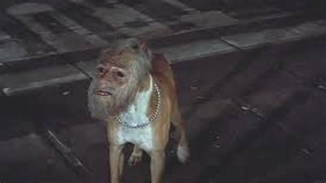 12 Животных с Человеческим лицом Youtube