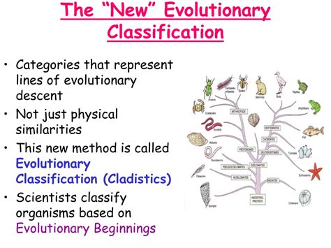 Ppt Evolutionary Classification And Taxonomy System A Comprehensive