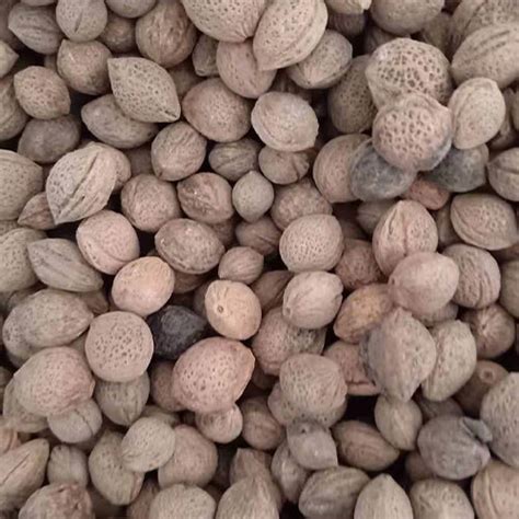 Vatica Mangachapoi And Ome Seeds Heyou Seeds