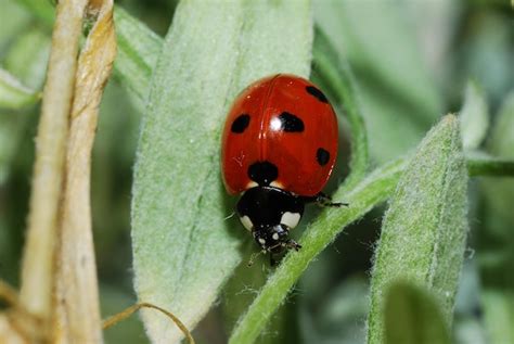 Premium Photo Ladybug On Leaf