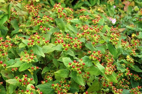 Hypericum X Inodorum Elstead St John S Wort Garden Center Marketing