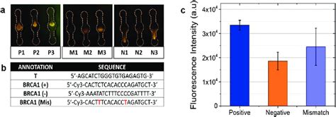 Dna Microarray Experiment Using Paper Microfluidics A Fluorescence Download Scientific