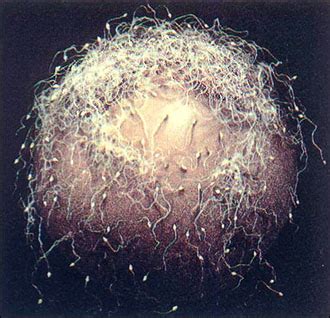 Sexual Paradox Biology