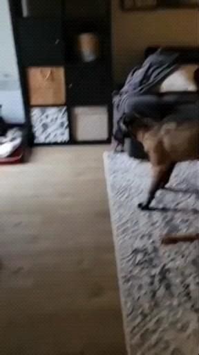 Пин от пользователя Mishuk на доске Видео Немецкие овчарки Бельгийская овчарка Служебные собаки