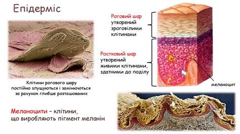 Шкіра найбільший орган людського тіла презентация онлайн