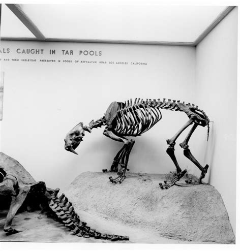 Smilodon Fatalis Skeleton