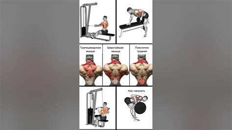 Как накачать спину мышцы спины в тренажёрном зале Fypシ какнакачать какнакачатьмышцы Youtube
