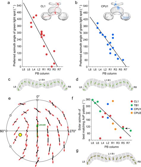 Topographic Representation Of Sky Compass Coding In The Protocerebral