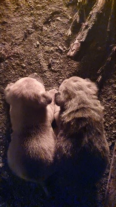 잭 러셀 테리어 마스크 영화에 나온 강아지 태어나서 첨 보는 불꽃🔥 나 떨고 있다 Youtube