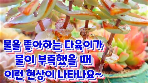 물을 좋아하는 다육이가 물이 부족하면 이런현상이 일어납니다~여름이 오기전 충분하게 물을 주세요 Youtube