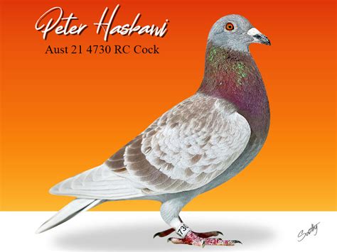 Lot 1 Aust 21 4730 Rc Cock Dirk Van Den Bulck Direct Off Imports