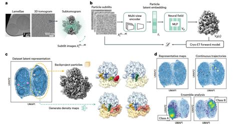 Volodymyr Nechyporuk Zloy On Linkedin Cryodrgn Et Deep Reconstructing