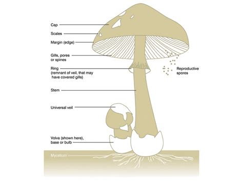 Anatomy Of A Mushroom Organic Mushrooms