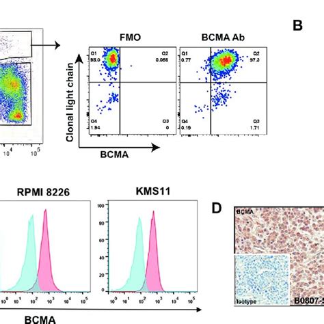 Pdf Pre Clinical Validation Of B Cell Maturation Antigen Bcma As A Target For T Cell