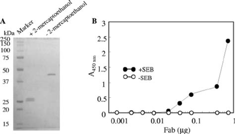 Characterization Of Purified Fab Fragment Binding To Seb A Sds Page Download Scientific