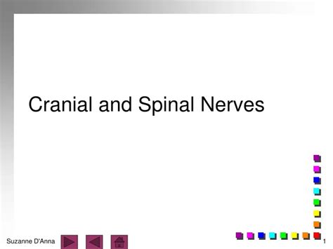 PPT Cranial And Spinal Nerves Essential Functions And Implications PowerPoint Presentation