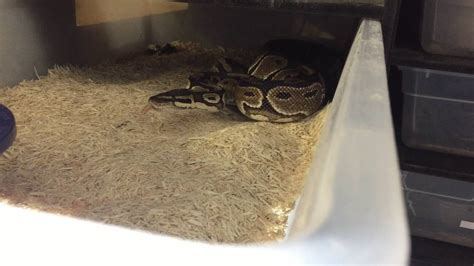 Ball Python Breeding Plans 2016 2017 Season Youtube