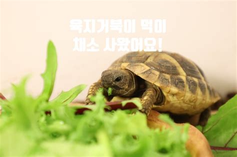육지거북이키우기 먹이 채소 종류별로 급여하기 네이버 블로그