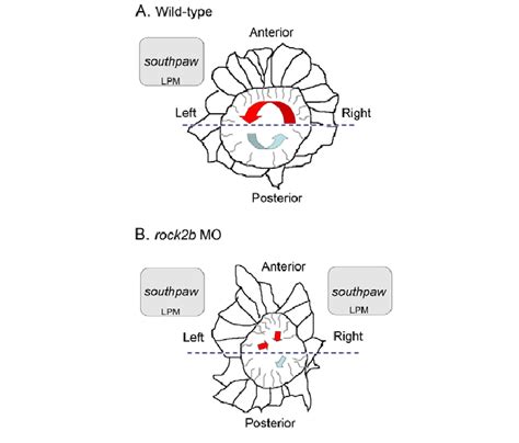 Model Of The Relationship Between Kv Architecture Fluid Flow And Download Scientific Diagram