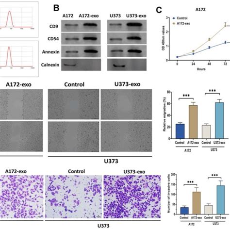 Glioma Derived Exosomes Promote Glioma Cell Proliferation And Download Scientific Diagram