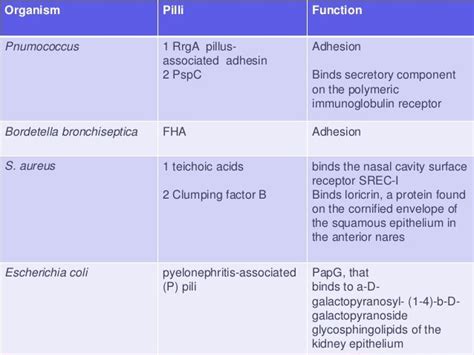Adhesion Invasion And Colonization