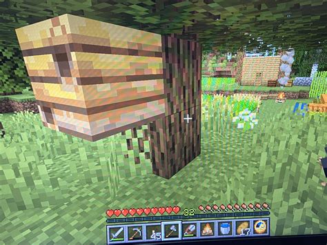 I Ve Been Trying To Grow A Tree With A Beehive While Actively Looking For Bees I Was Going To