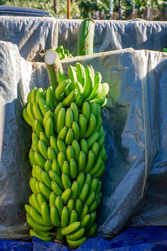 라 팔마 섬 카나리아 스페인에 바나나 과일의 농장에서 시간을 수확 교통을 위한 녹색 바나나의 클러스터 0명에 대한 스톡 사진 및 기타 이미지 Istock