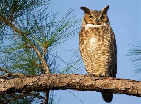 14 Species Of Owls In Texas With Pictures And Identification