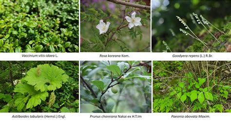 Floristic Inventory And Distribution Characteristics Of Alic Talus