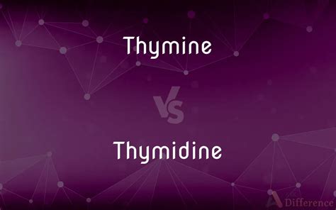 Thymine Vs Thymidine — Whats The Difference