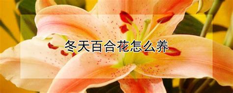 冬天百合花怎么养 发财农业网
