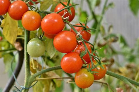 Tomato Domestication Involved Agricultural Societies From Peru To