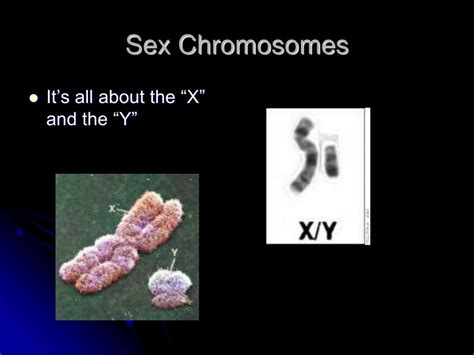 Ppt Chapter 12 Chromosomes And Human Inheritance Powerpoint Presentation Id 3557234