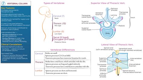 Gross Anatomy Vertebral Column Ditki Medical And Biological Sciences